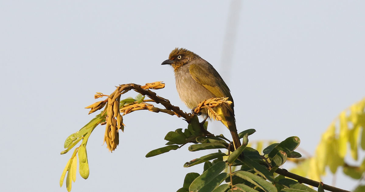 Myanmar Birding Tour - Calidris Birding Tours