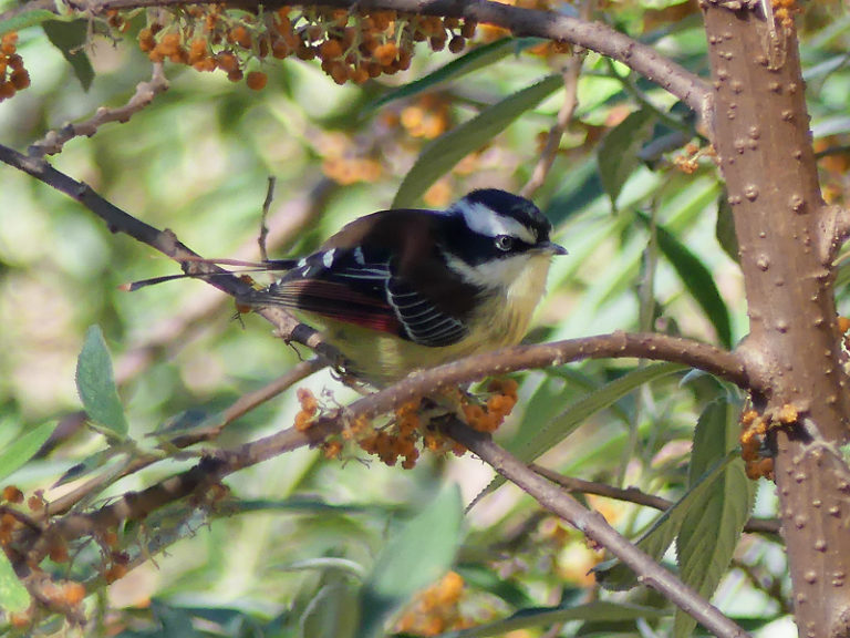 Myanmar Birding Tour - Calidris Birding Tours