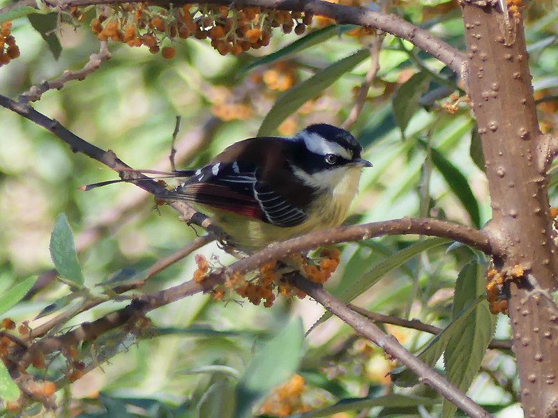 Myanmar Birding Tour - Calidris Birding Tours