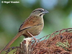 Mexico Rare Endemics Birding Tour - Calidris Birding Tours