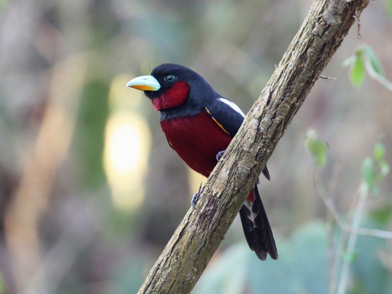 North Borneo Birding Tour - Calidris Birding Tours