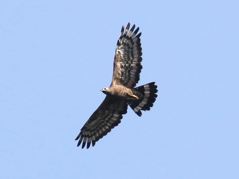 South Vietnam Birding Tour - Calidiris Birding Tours