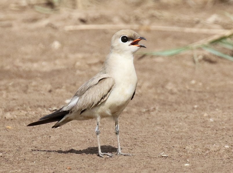 Cambodia Birding Tour - Calidris Birding Tours