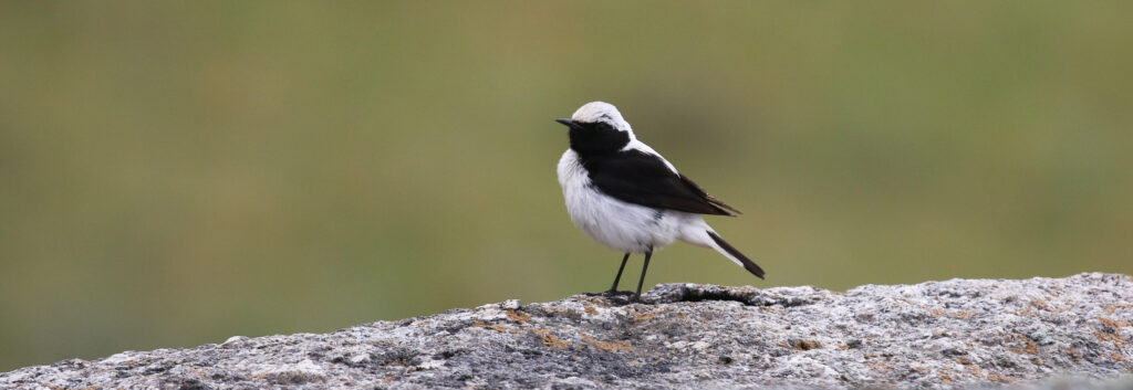 Uzbekistan Birding Tour Report May 2024