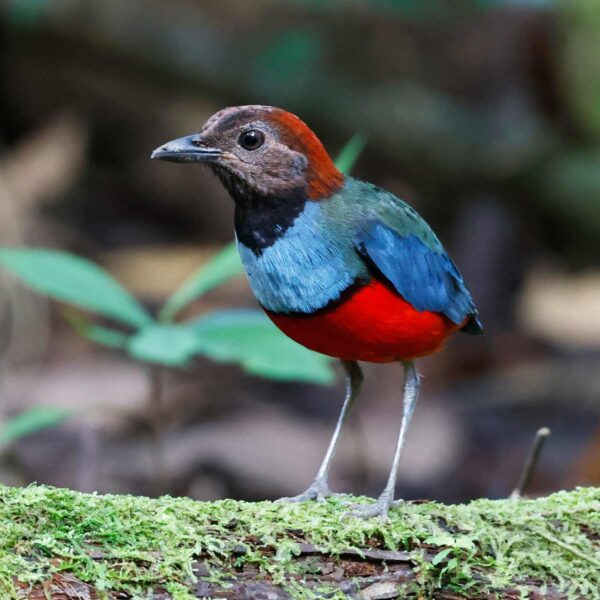 Birds of East Asia Field Guide - Calidris Birding Tours