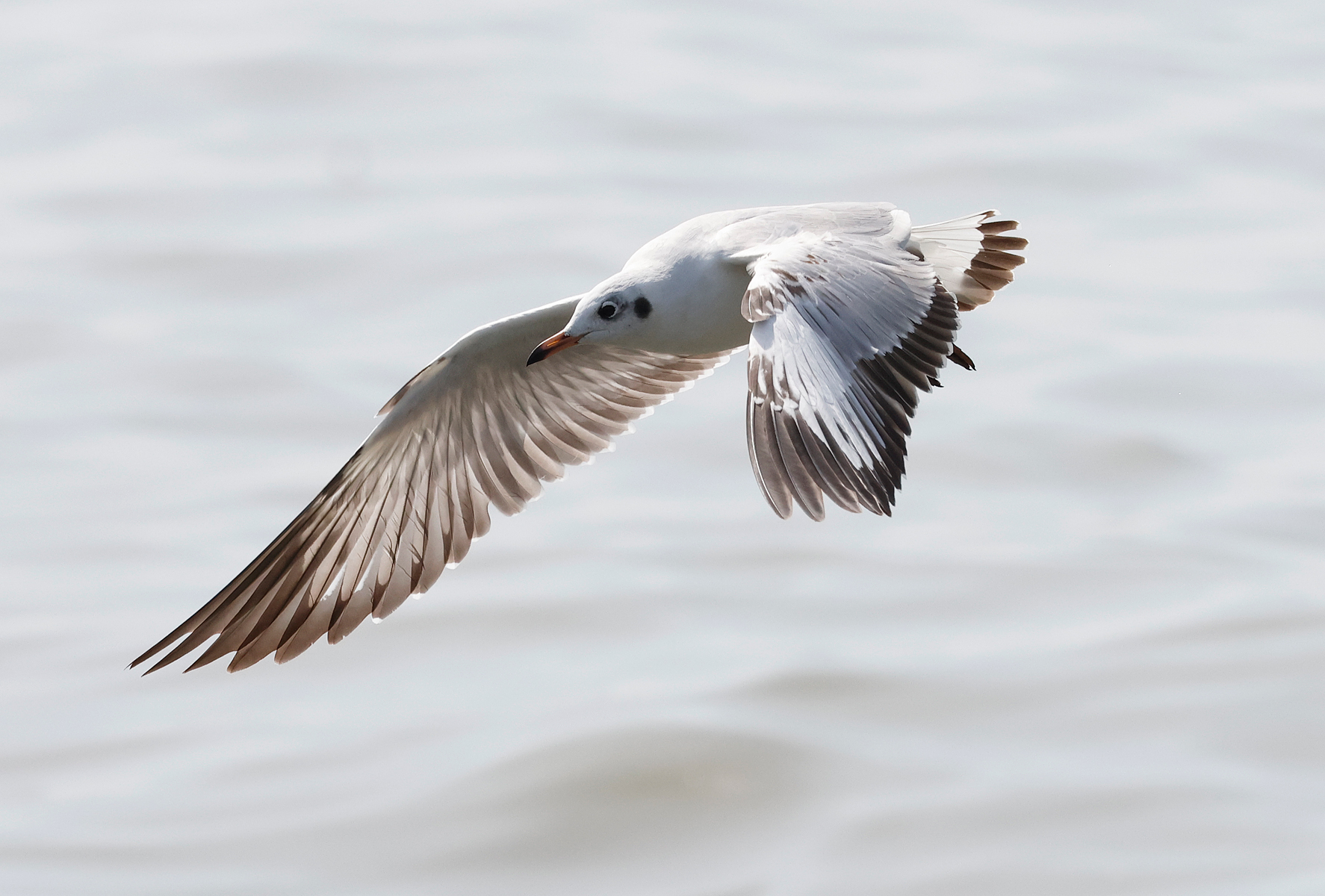 Gull Feeding Frenzy at Samut Sakhon | Birding in Thailand | Dartford ...